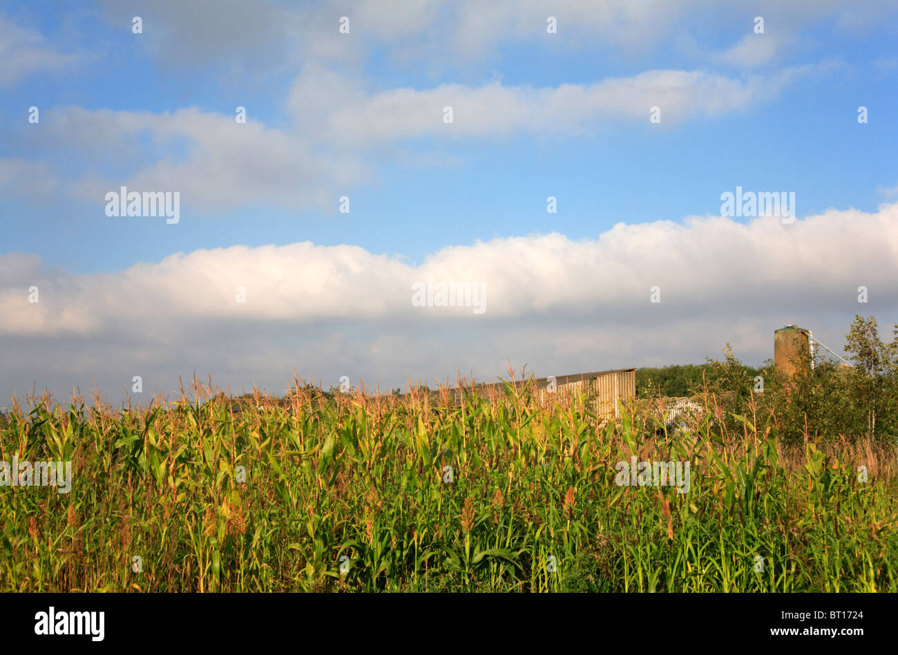 A crop of sweet corn by farm buildings at North Tuddenham, Norfolk ...
