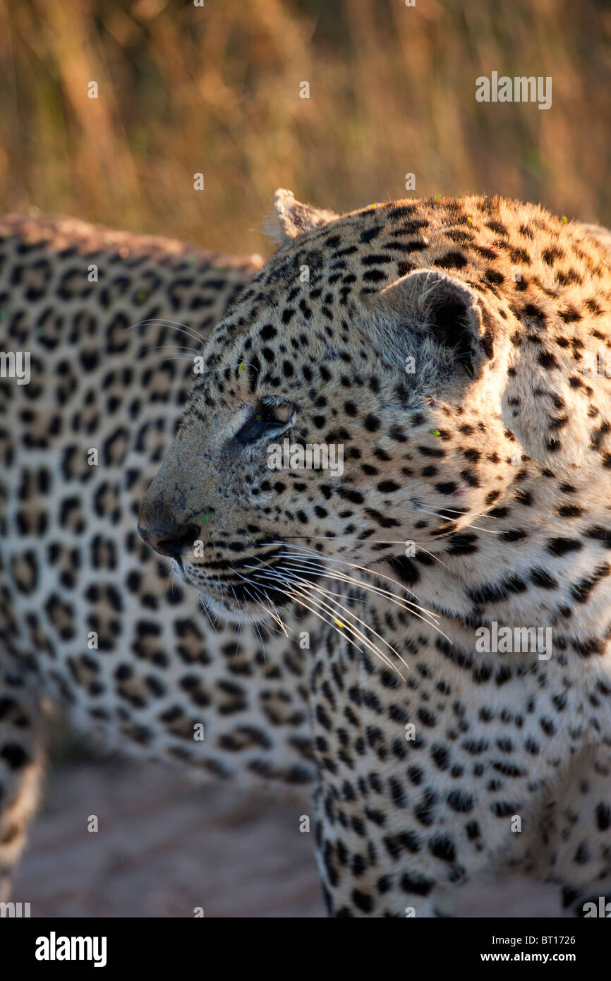 Turning behavior hi-res stock photography and images - Alamy