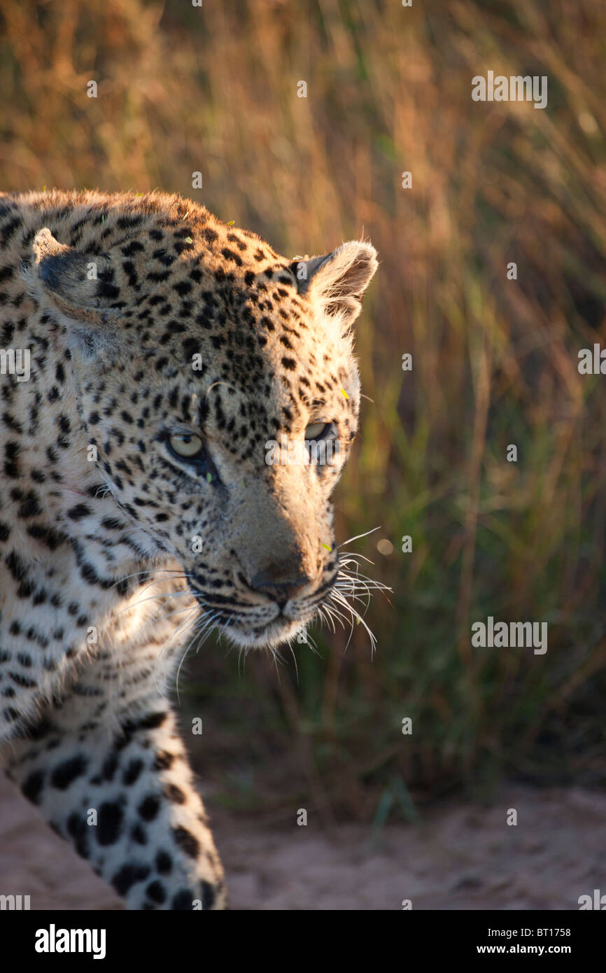Prowling Leopard High Resolution Stock Photography and Images - Alamy