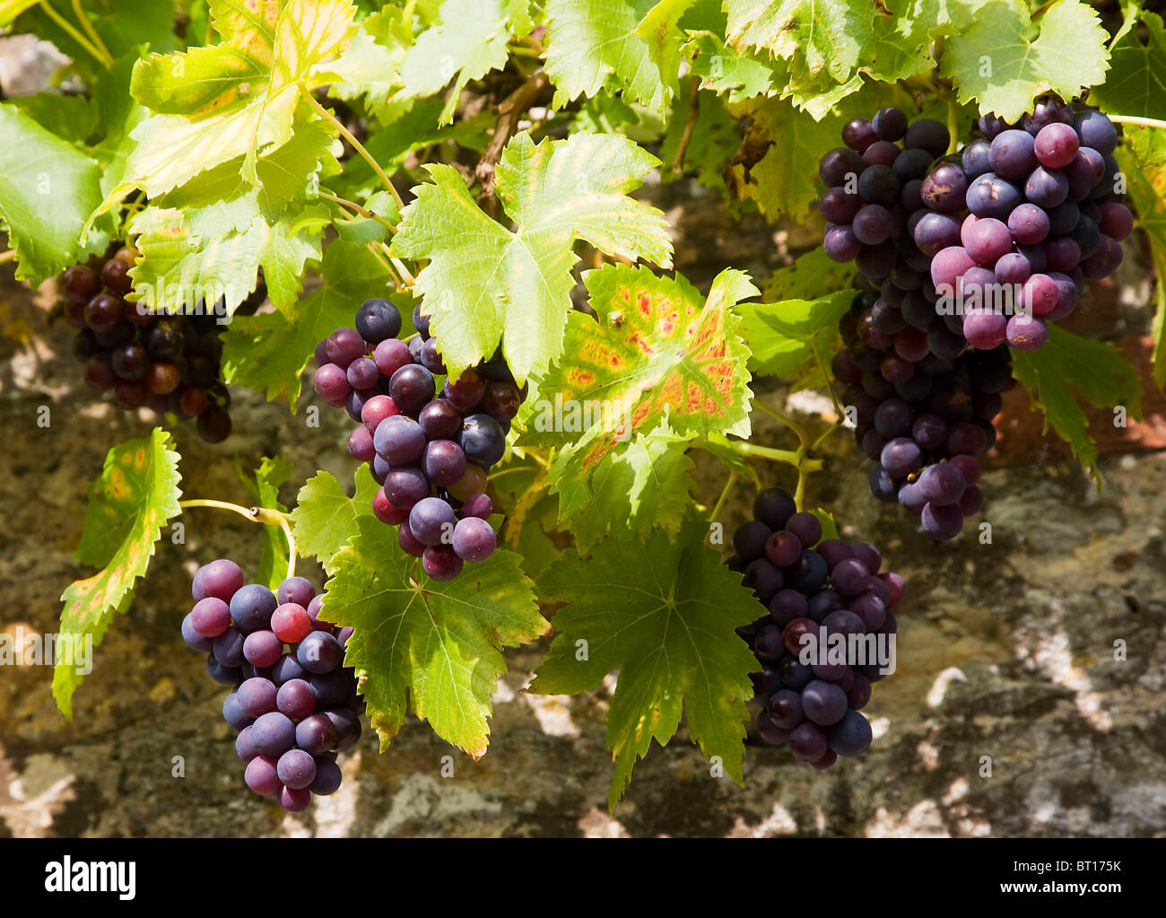 Red Grapes Growing on a Sunny Wall Stock Photo - Alamy