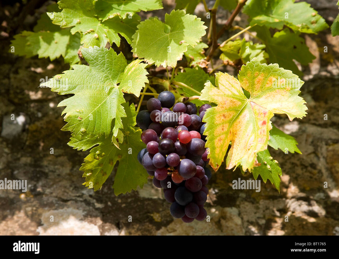 Red Grapes Growing on a Sunny Wall Stock Photo - Alamy
