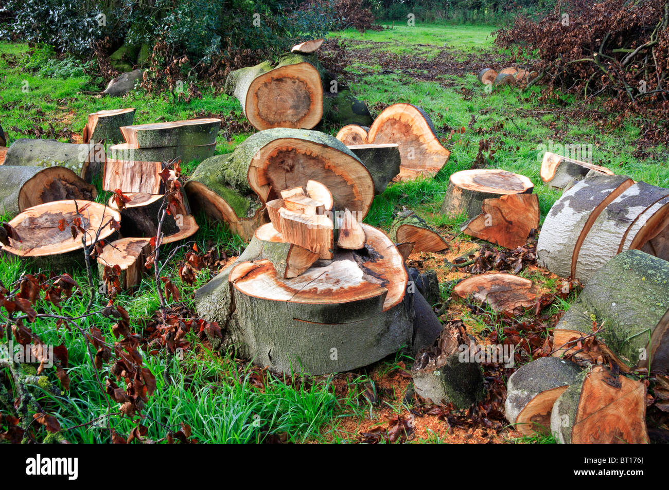 Axed tree hi-res stock photography and images - Alamy