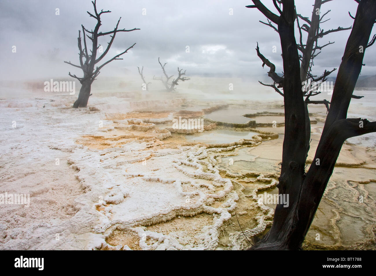 Canary Spring, Mammoth Hot Springs, Yellowstone National Park, USA ...