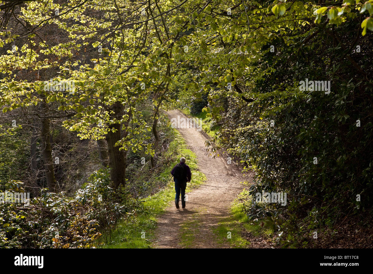 Kildale Woods in spring North York Moors National Park Stock Photo - Alamy