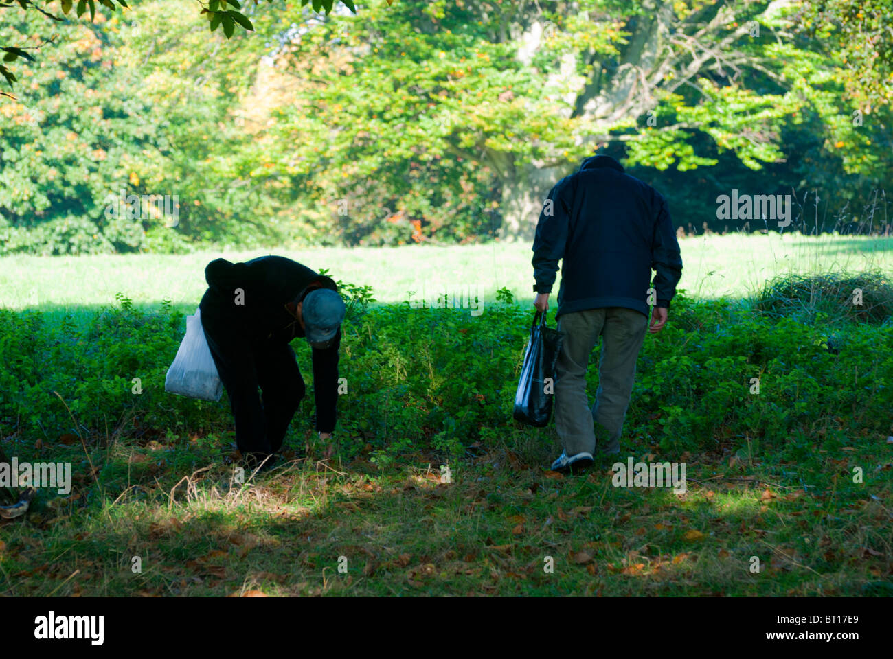 People foraging for fallen chestnuts, Wollaton Park, Nottingham ...