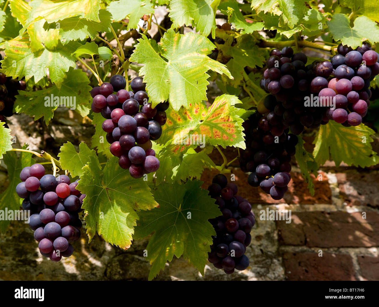 Sunny wall hi-res stock photography and images - Alamy