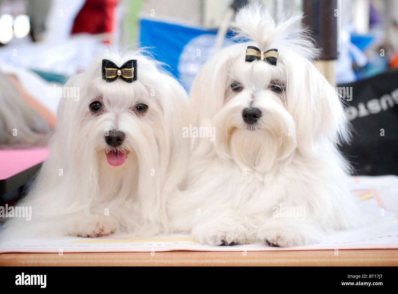 Maltese dogs hi-res stock photography and images - Alamy