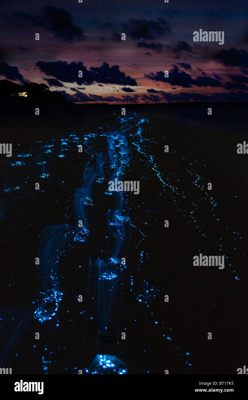 Bioluminescent algae Noctiluca Scintillans on the Maldivian islands ...