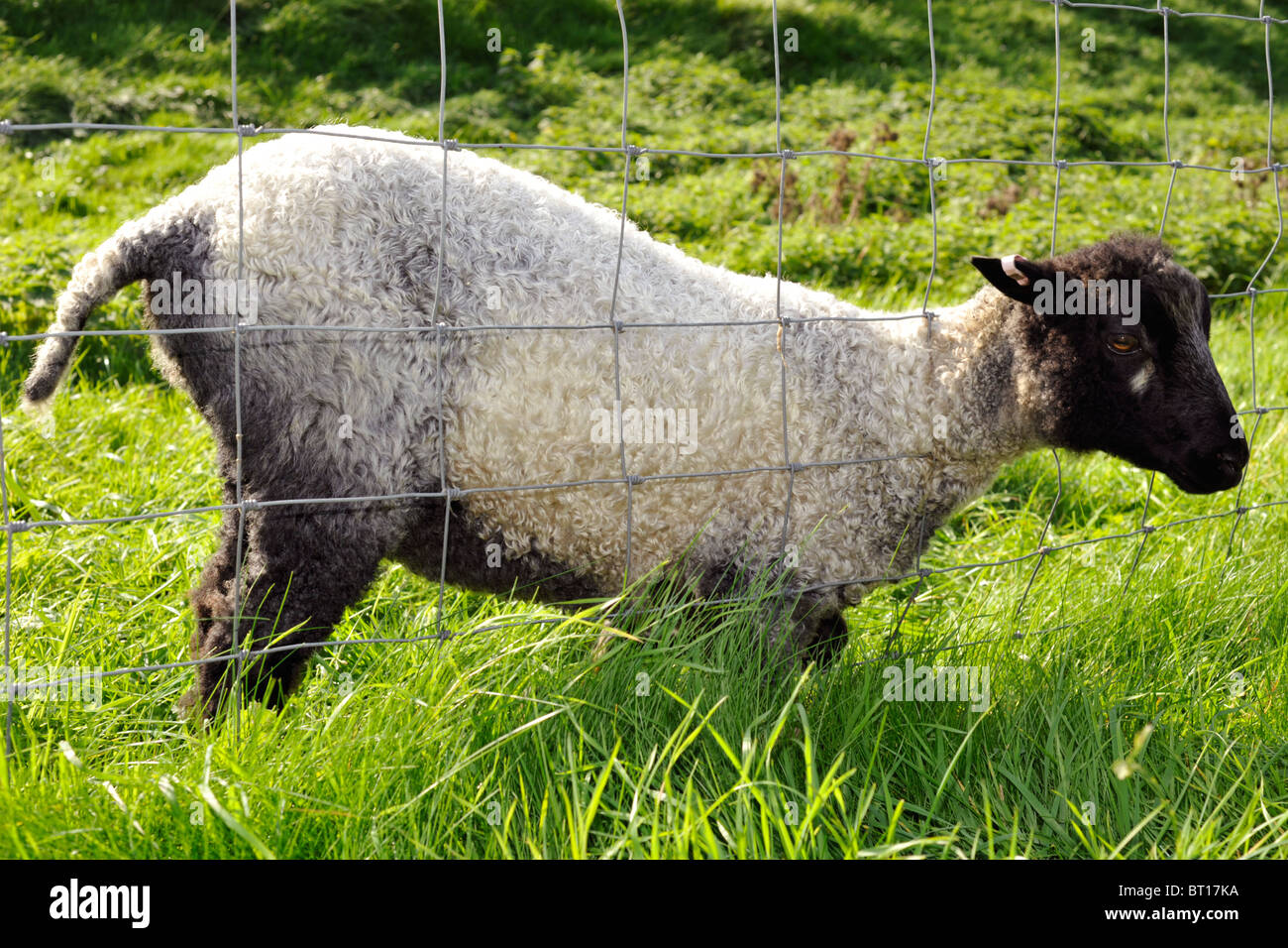 grazing sheep with head stuck in wire fence Stock Photo - Alamy