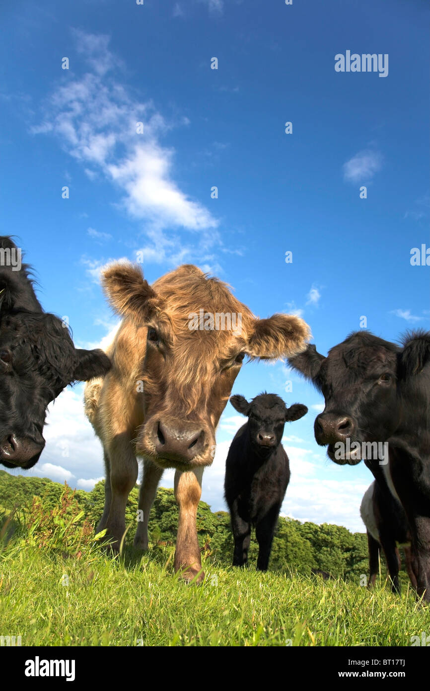 Beef cattle hi-res stock photography and images - Alamy