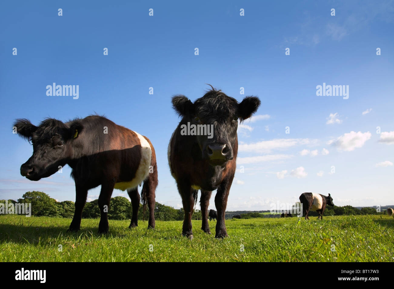 Belted Galloway Cattle High Resolution Stock Photography and Images - Alamy