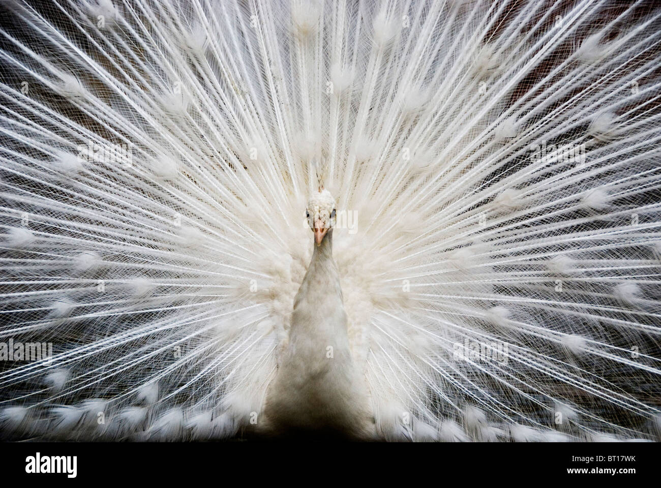 Leucistic indian peafowl hi-res stock photography and images - Alamy