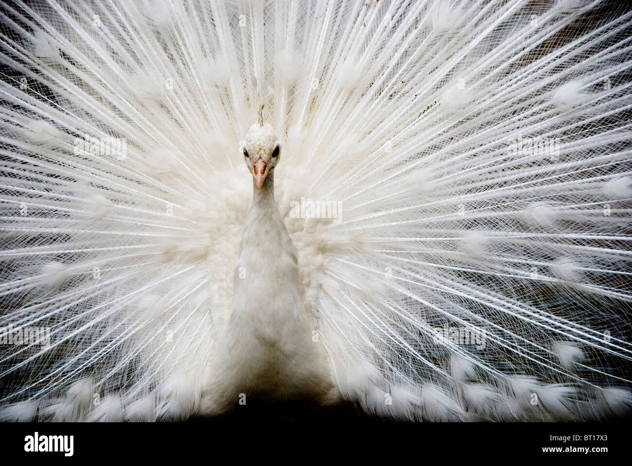 Leucistic Indian Peafowl Stock Photo - Alamy