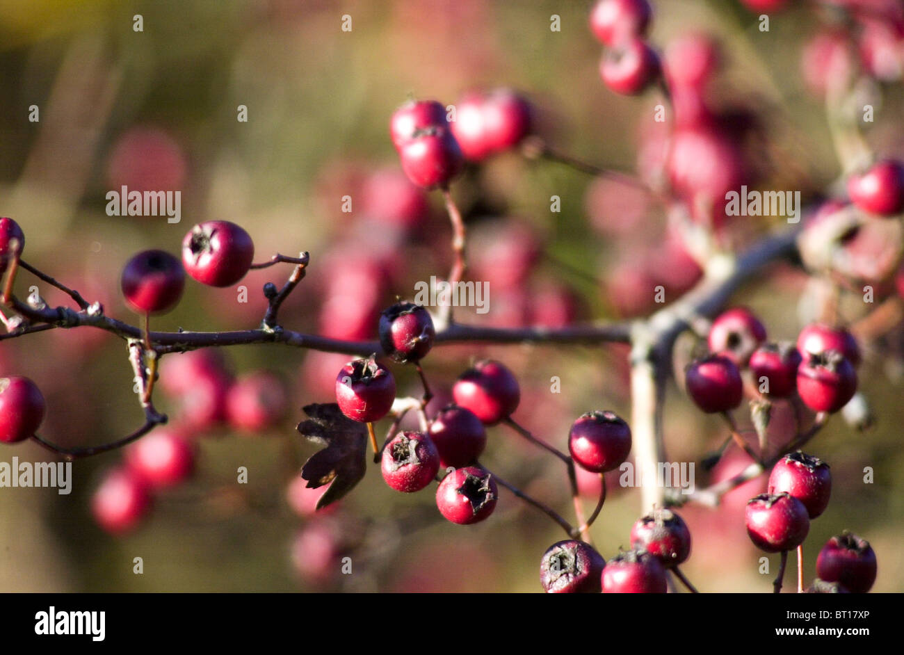 Hawthorn hedge in winter hi-res stock photography and images - Alamy