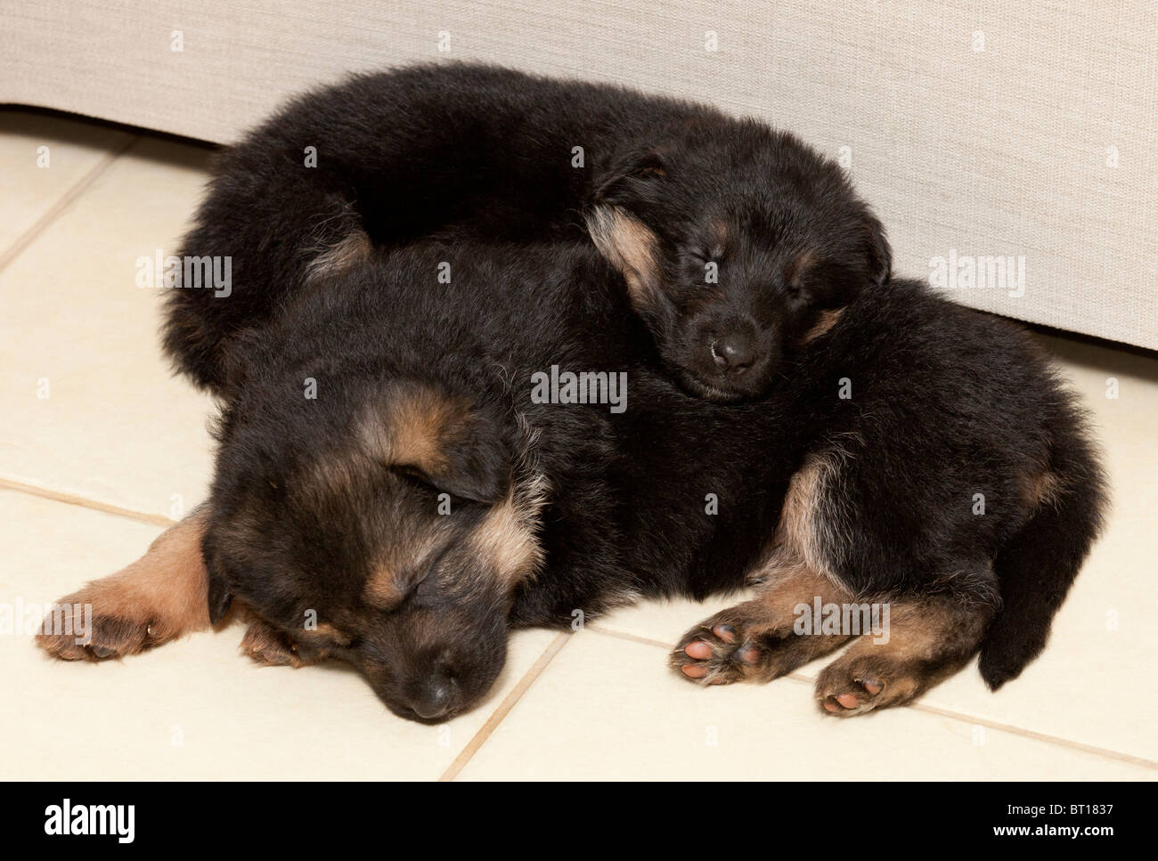 German Shepherd Dog puppies at four weeks old Stock Photo - Alamy