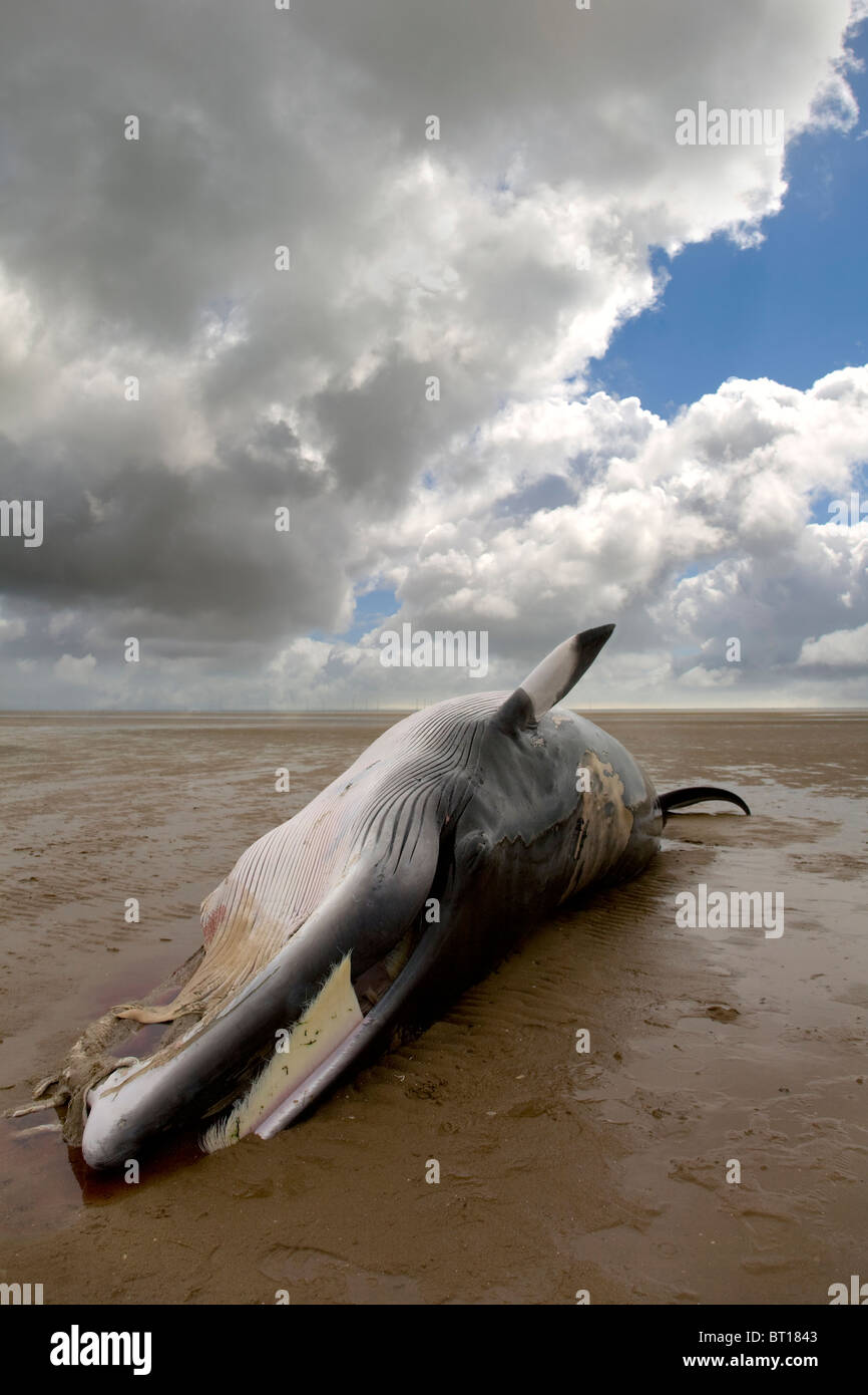 Whale food chain hi-res stock photography and images - Alamy