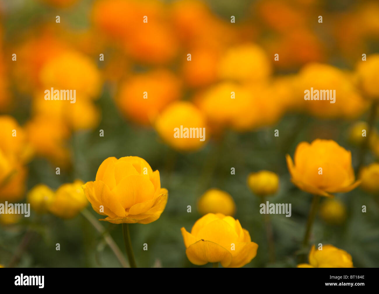Trollius Orange Globe Flowers High Resolution Stock Photography and ...