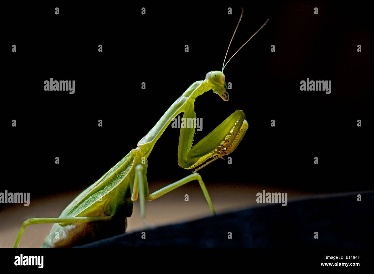 Green Preying Mantis Stock Photo - Alamy