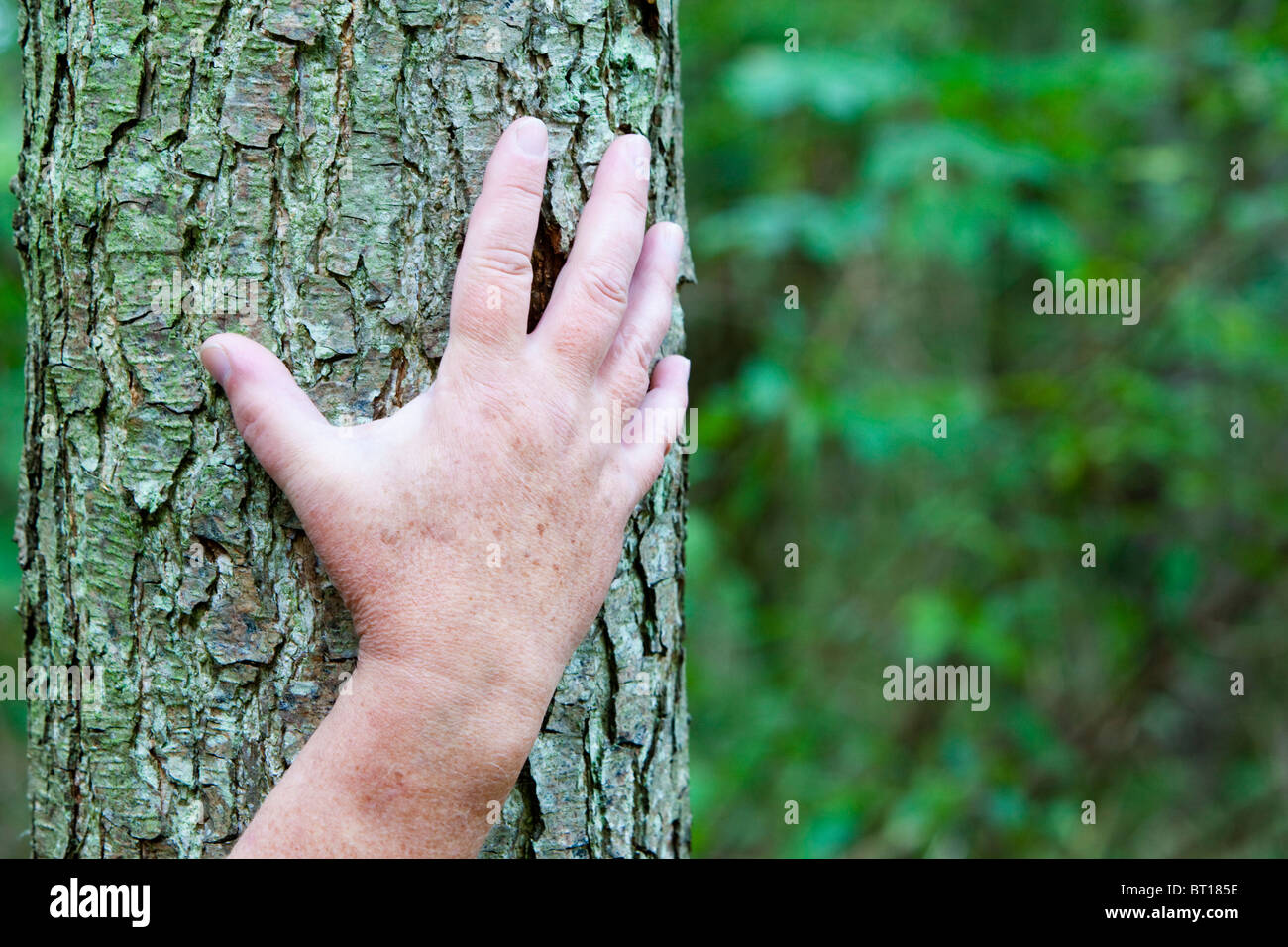 Hands on a tree trunk Stock Photo - Alamy