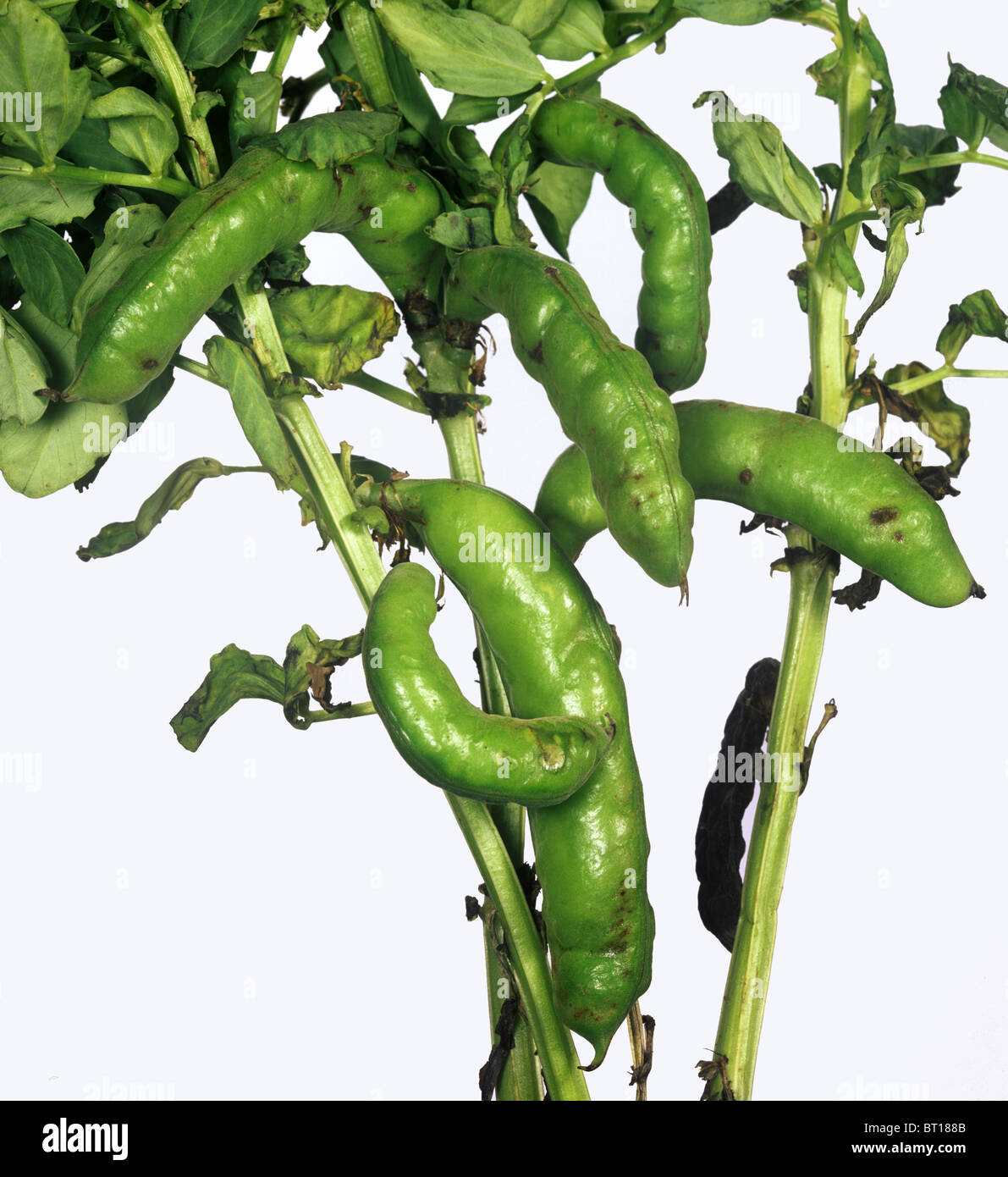 Pea enation mosaic virus (PEMV) damage to Vicia bean pods Stock Photo ...