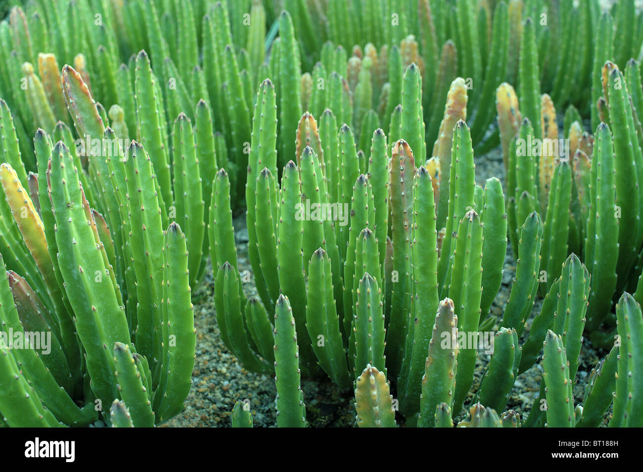 Starfish Carrion Cactus Stapelia grandiflora Stock Photo - Alamy