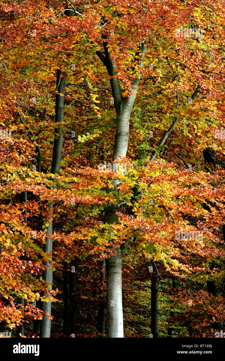 Beech trees in Autumn Stock Photo - Alamy
