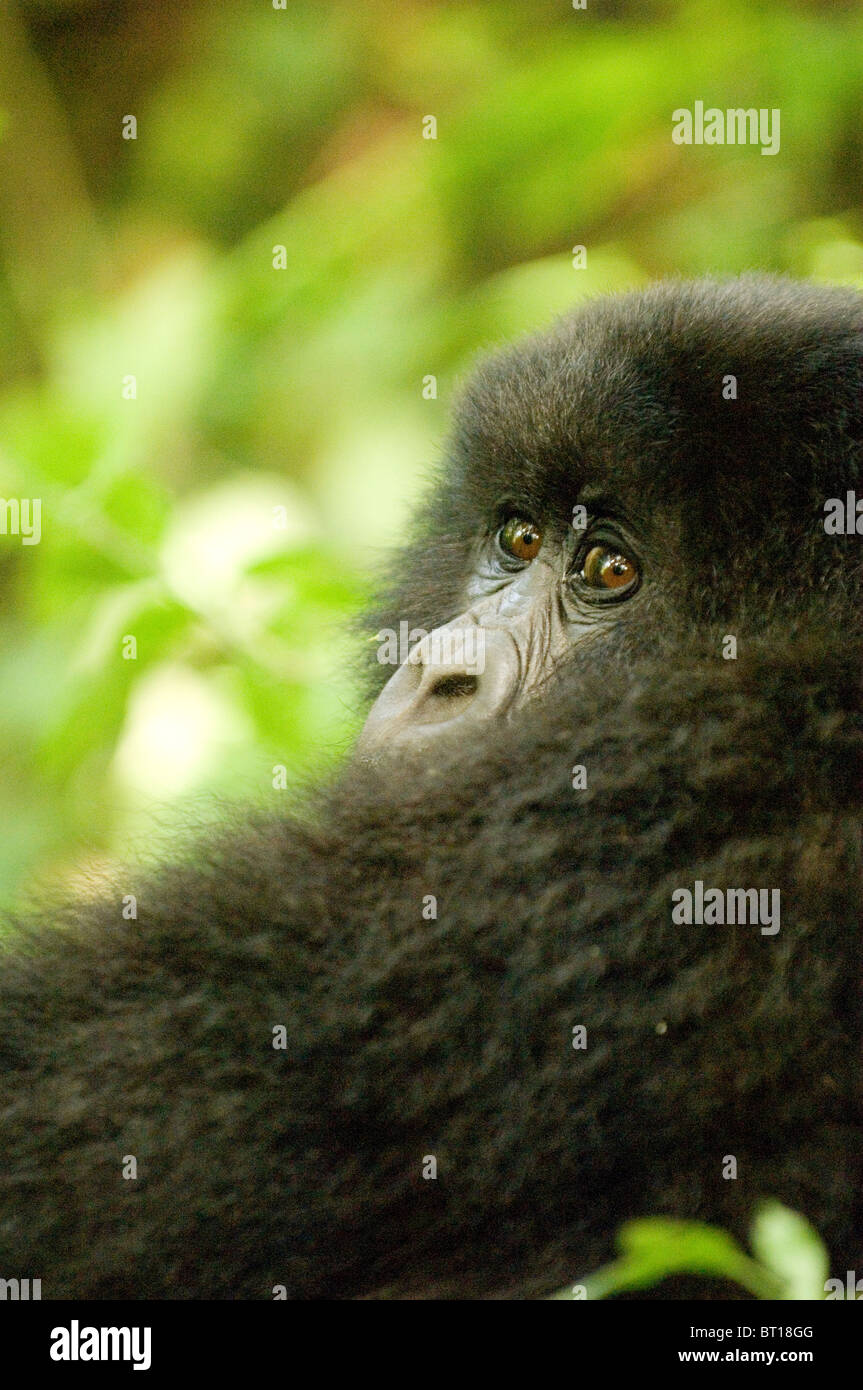 Mountain Gorilla, Volcanoes National Park, Rwanda Stock Photo - Alamy