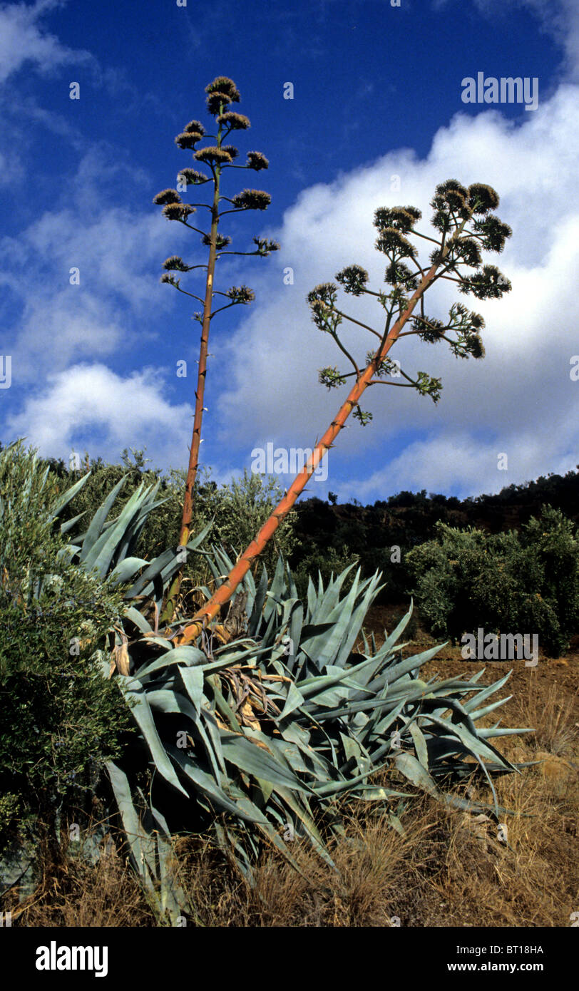 Agave Rhonda Andalusia Spain Spanish landscape Stock Photo - Alamy