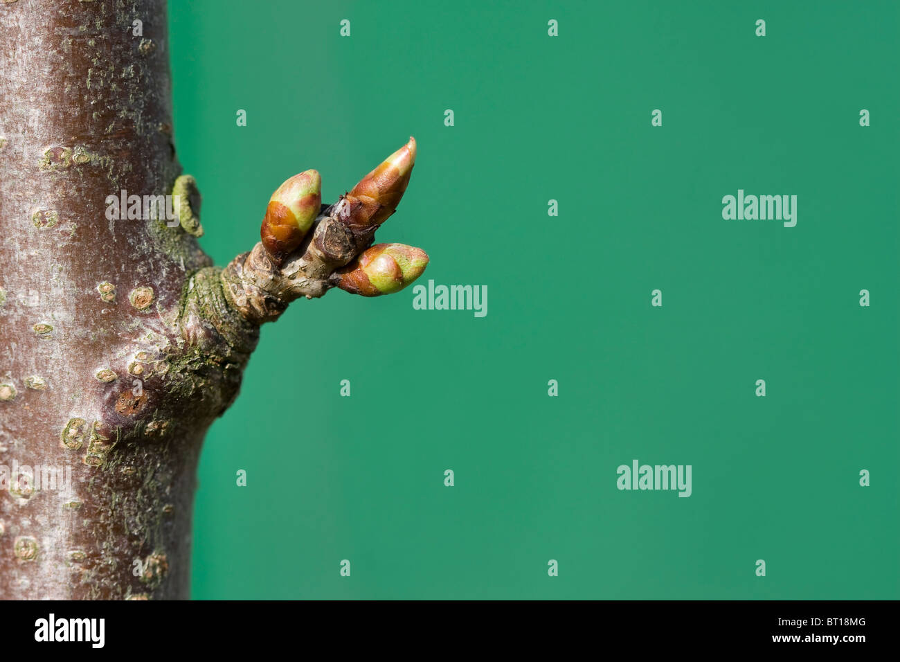 Get ready for spring hi-res stock photography and images - Alamy