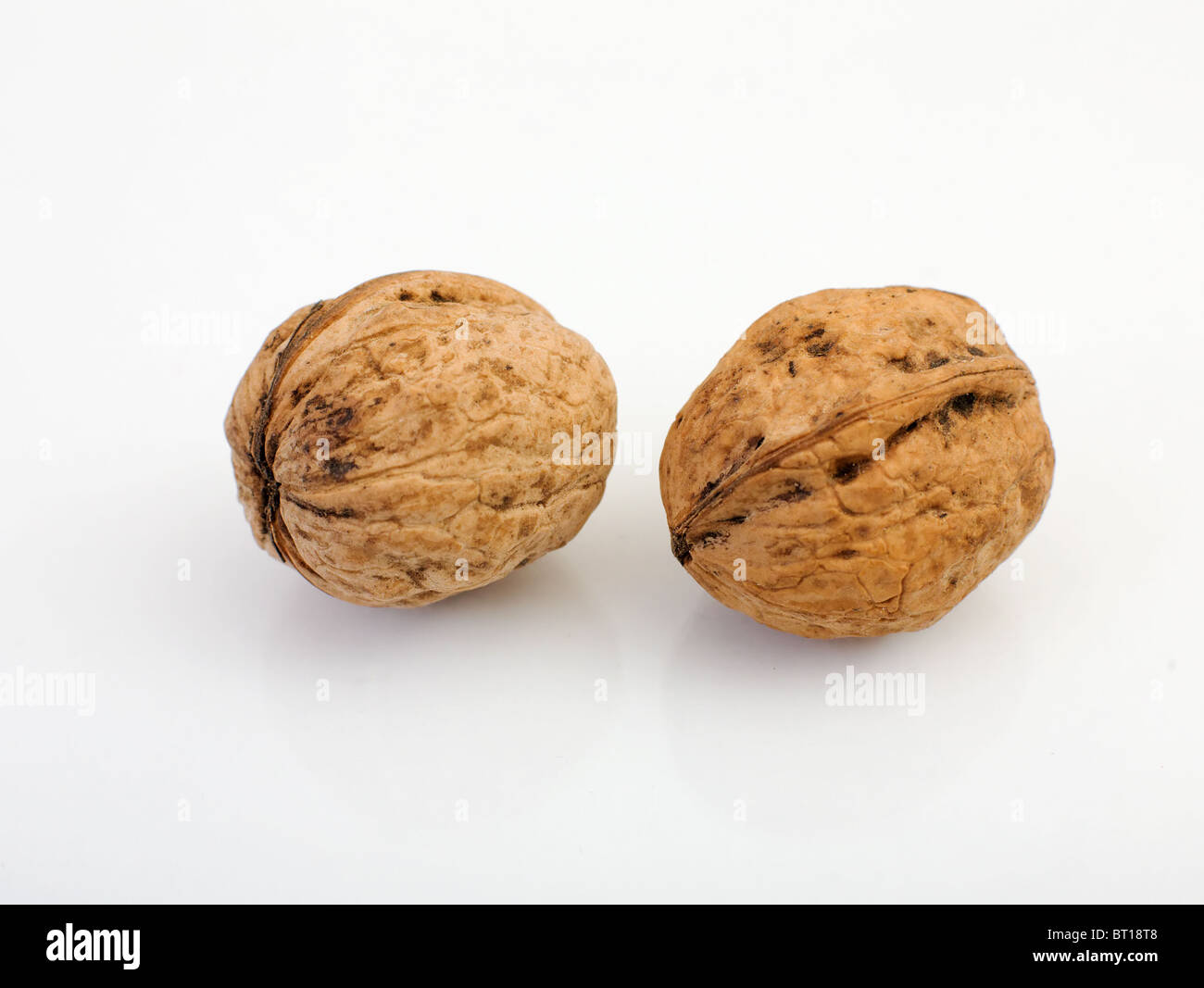 Two nuts laying beside on a white background Stock Photo - Alamy