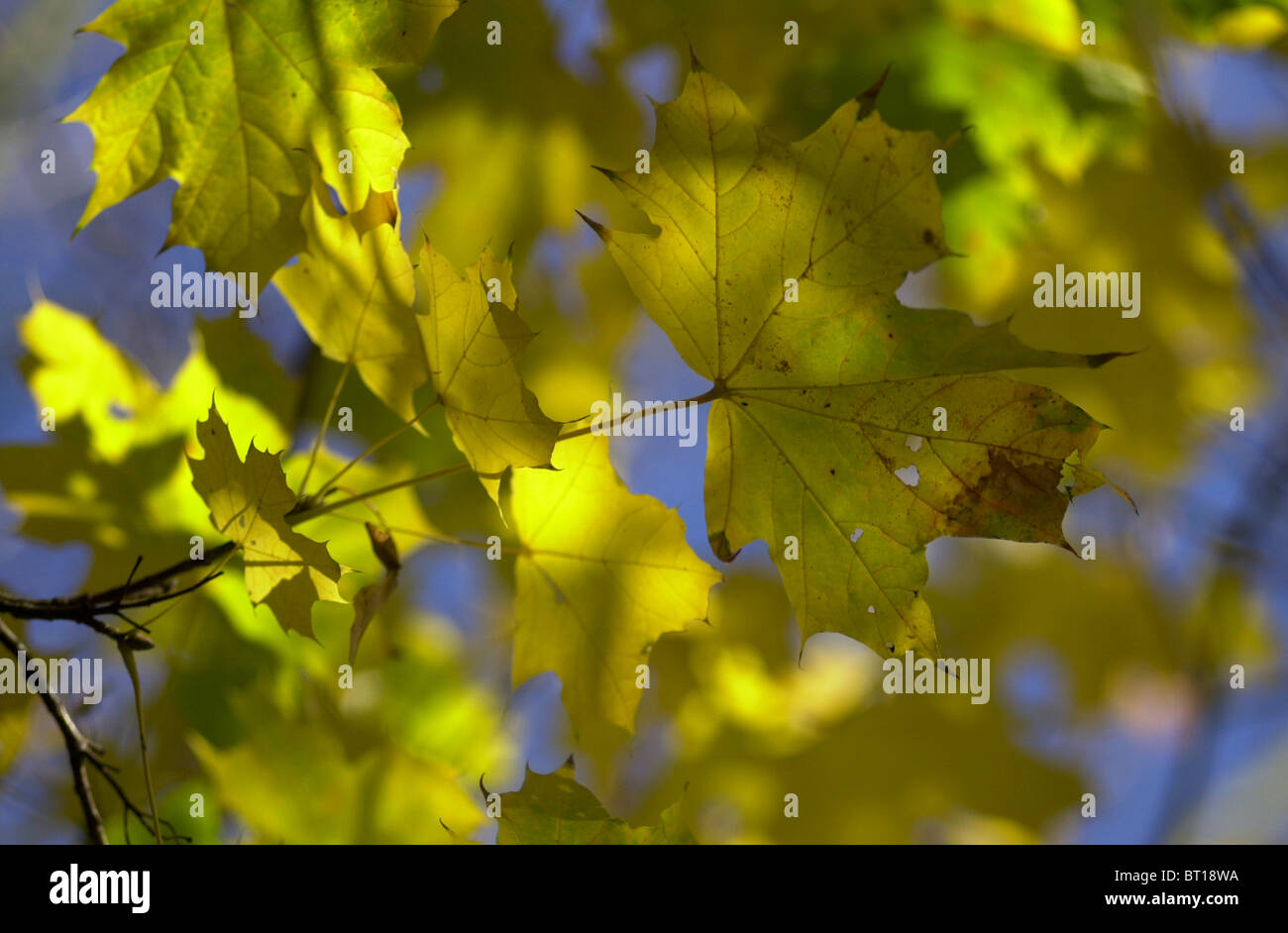 Western sycamore leaf hi-res stock photography and images - Alamy