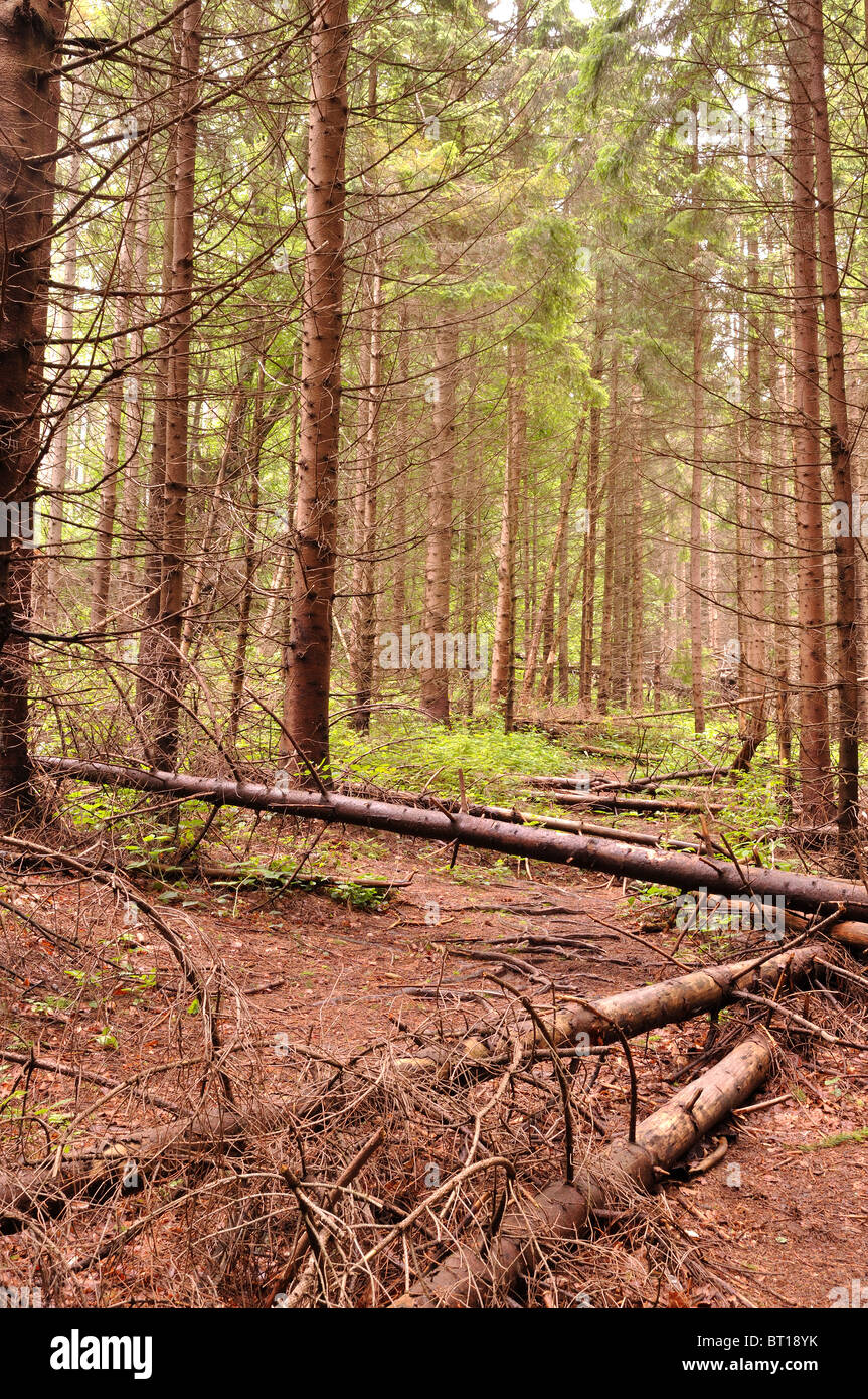 Dense evergreen forest hi-res stock photography and images - Alamy