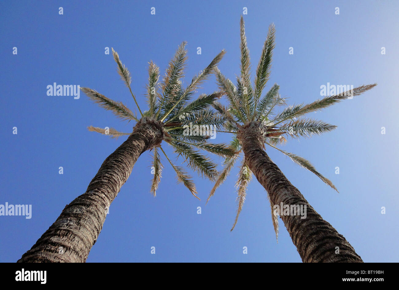 Two Palm trees Stock Photo - Alamy