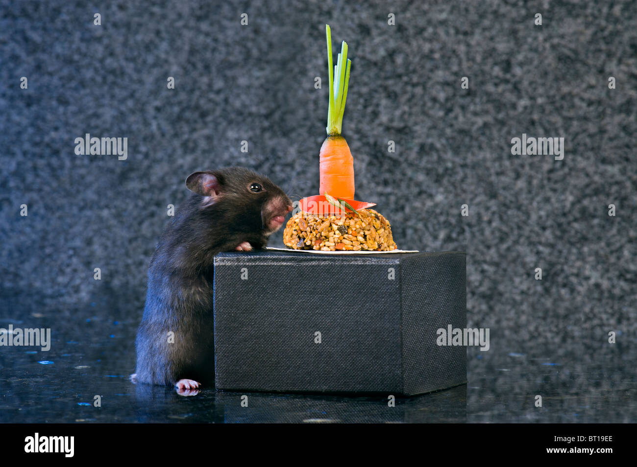 black goldhamster birthdaycake cake pet corns food eat birthday carrot ...