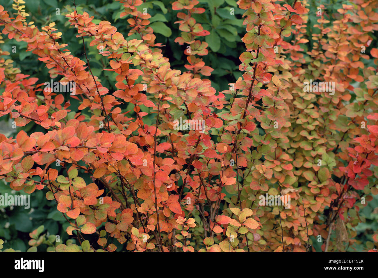 Thunberg's Barberry red autumn fall leaves foliage Berberis thunbergii ...