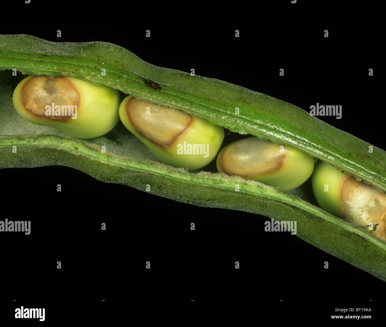 Broad beans plant hi-res stock photography and images - Alamy