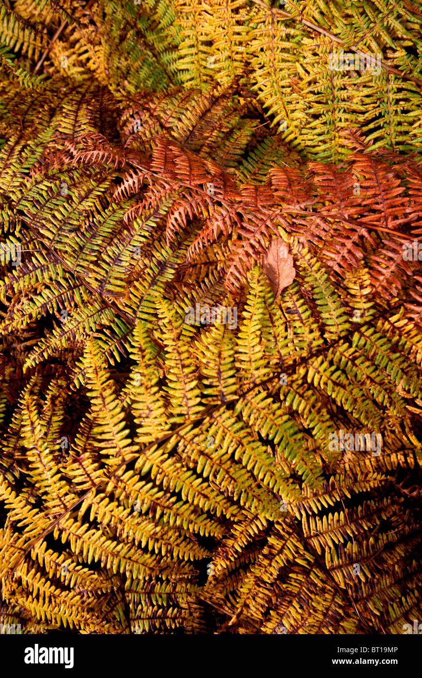 Bracken in autumnal colours Stock Photo - Alamy