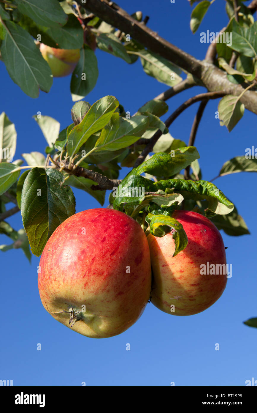 apples on tree Stock Photo - Alamy