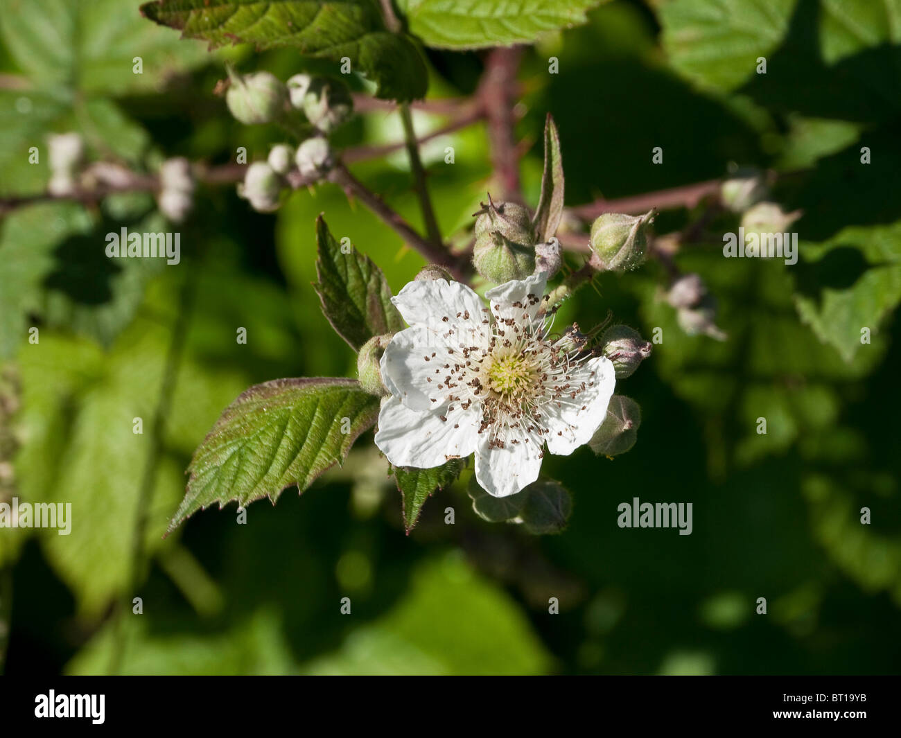 Blackberry bramble blossom hi-res stock photography and images - Alamy