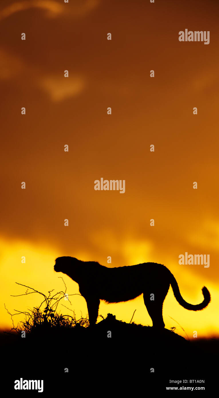 Cheetah sunset hi-res stock photography and images - Alamy