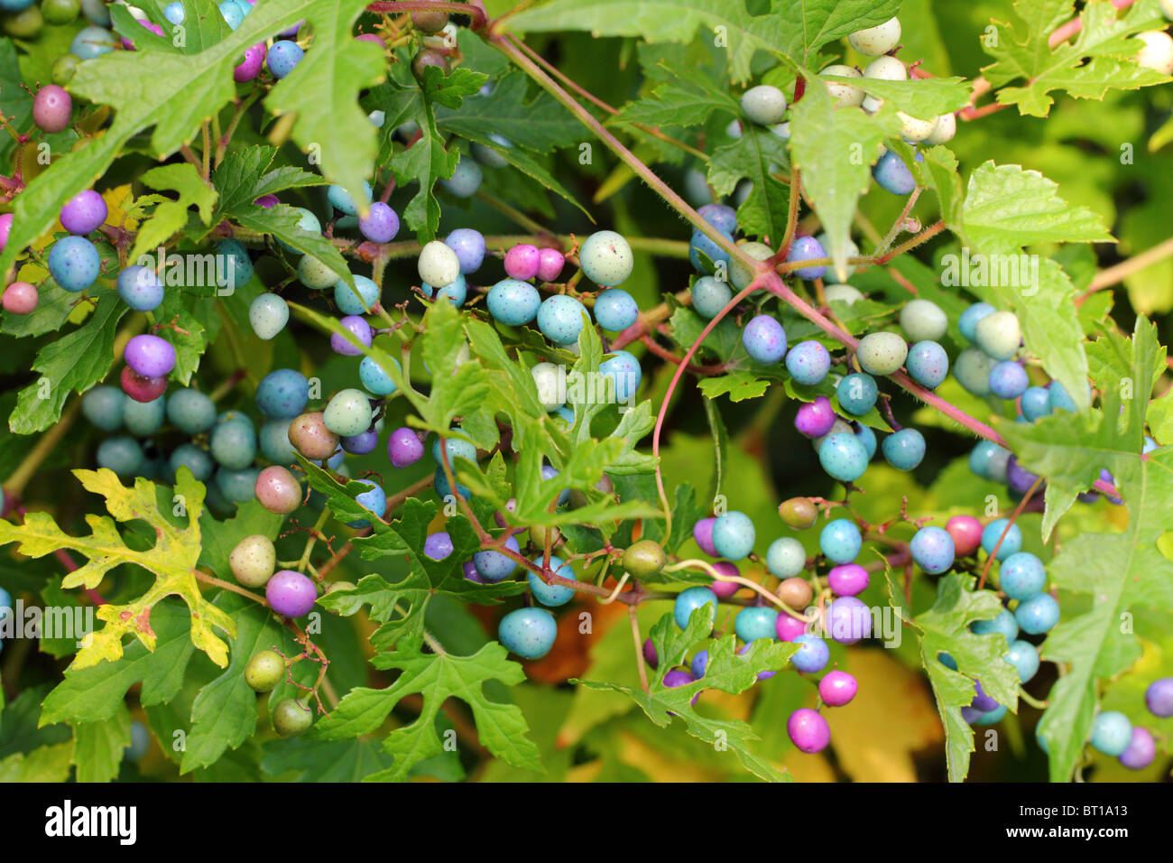 Multicolor Porcelainberry berries fruits in autumn Ampelopsis ...