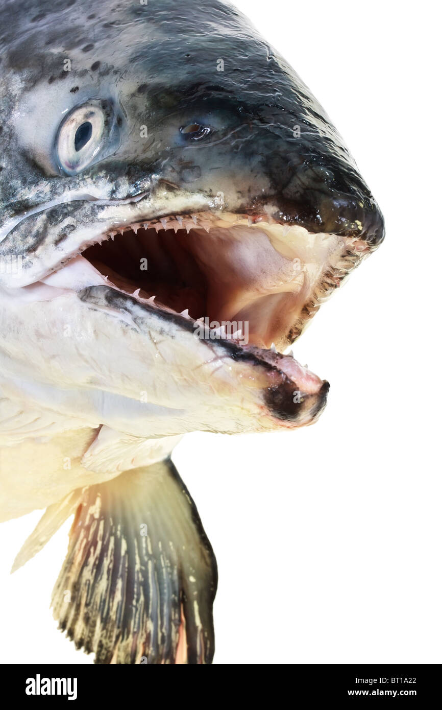 Raw salmon head close hi-res stock photography and images - Alamy