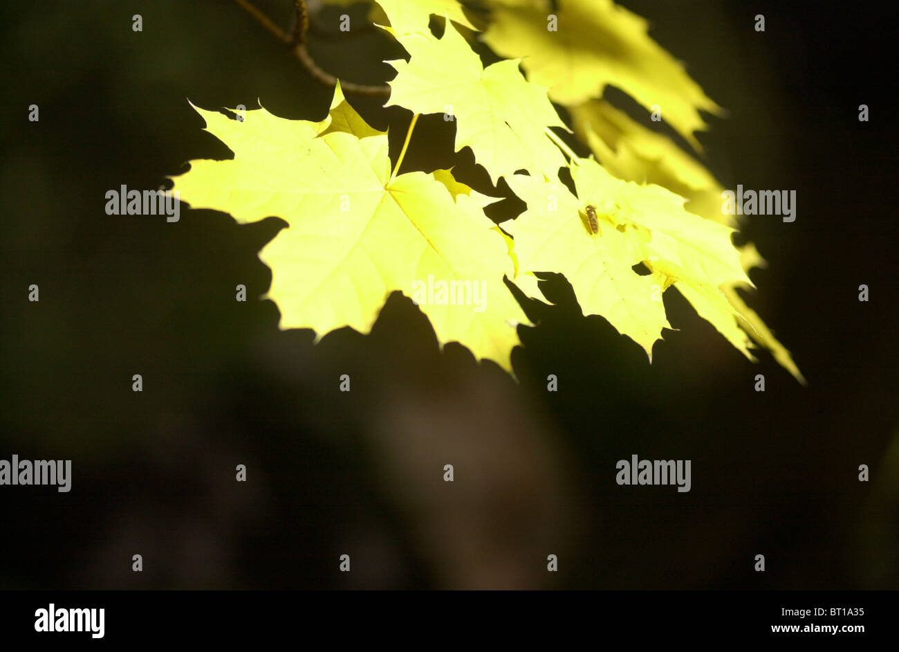 Sycamore Key High Resolution Stock Photography and Images - Alamy