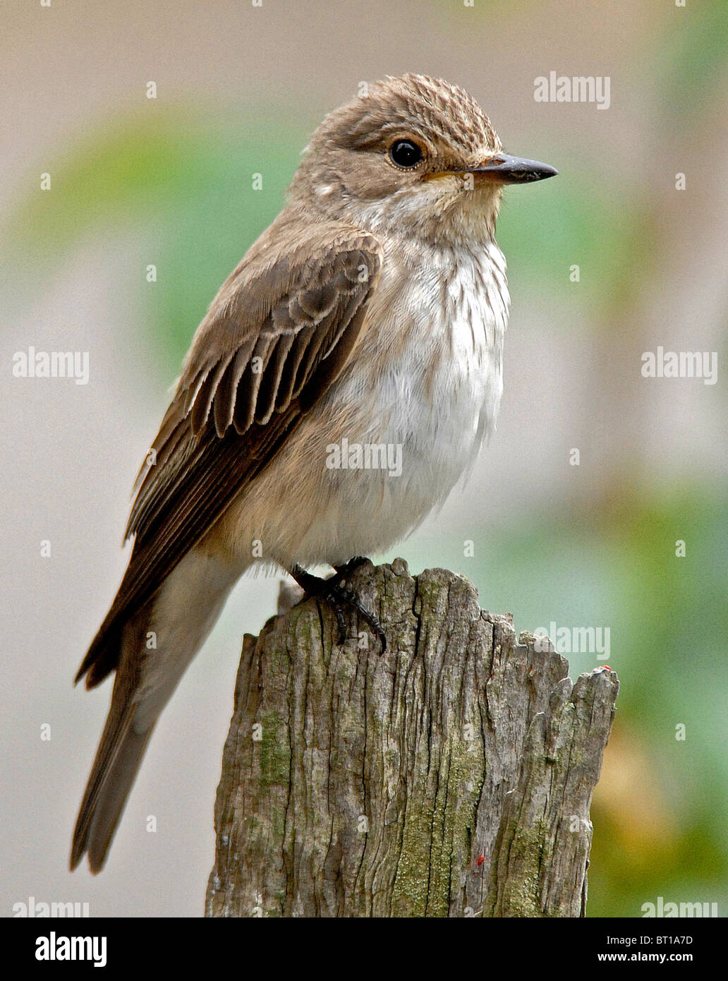 Spotted flycatcher hi-res stock photography and images - Alamy