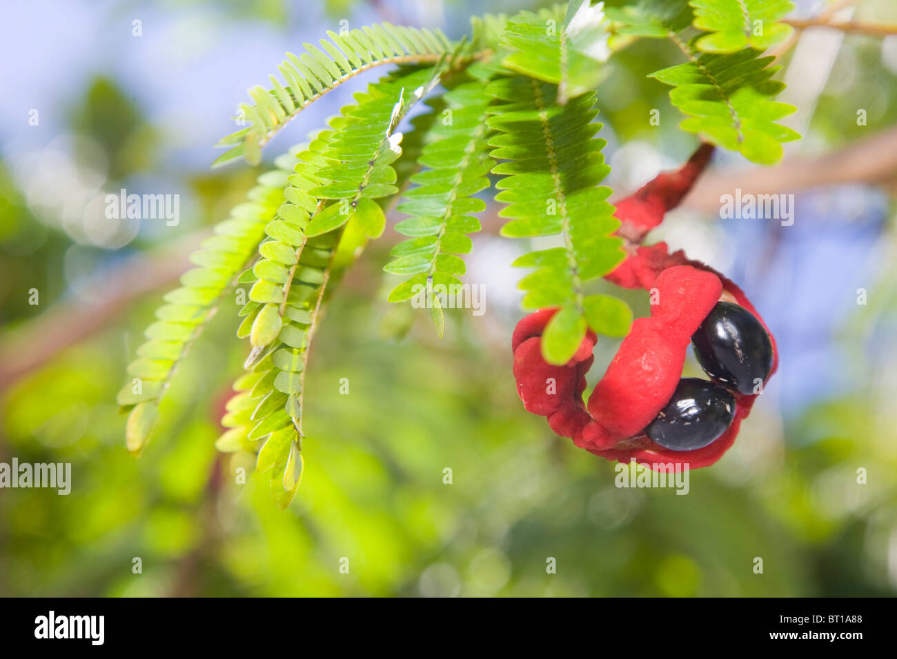 Pithecelobium hi-res stock photography and images - Alamy