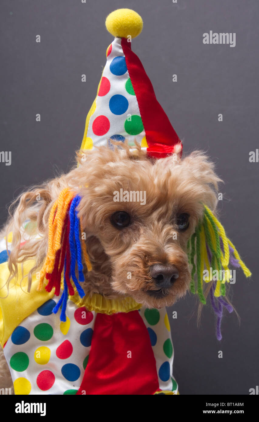 Dog clown hi-res stock photography and images - Alamy