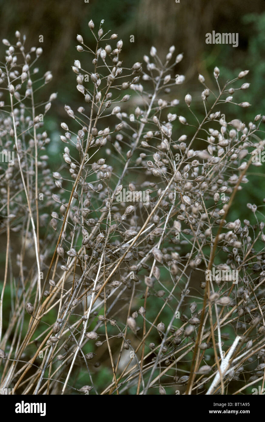 Gold of pleasure (Camelina sativa) grain crop in ripe seedhead Stock ...