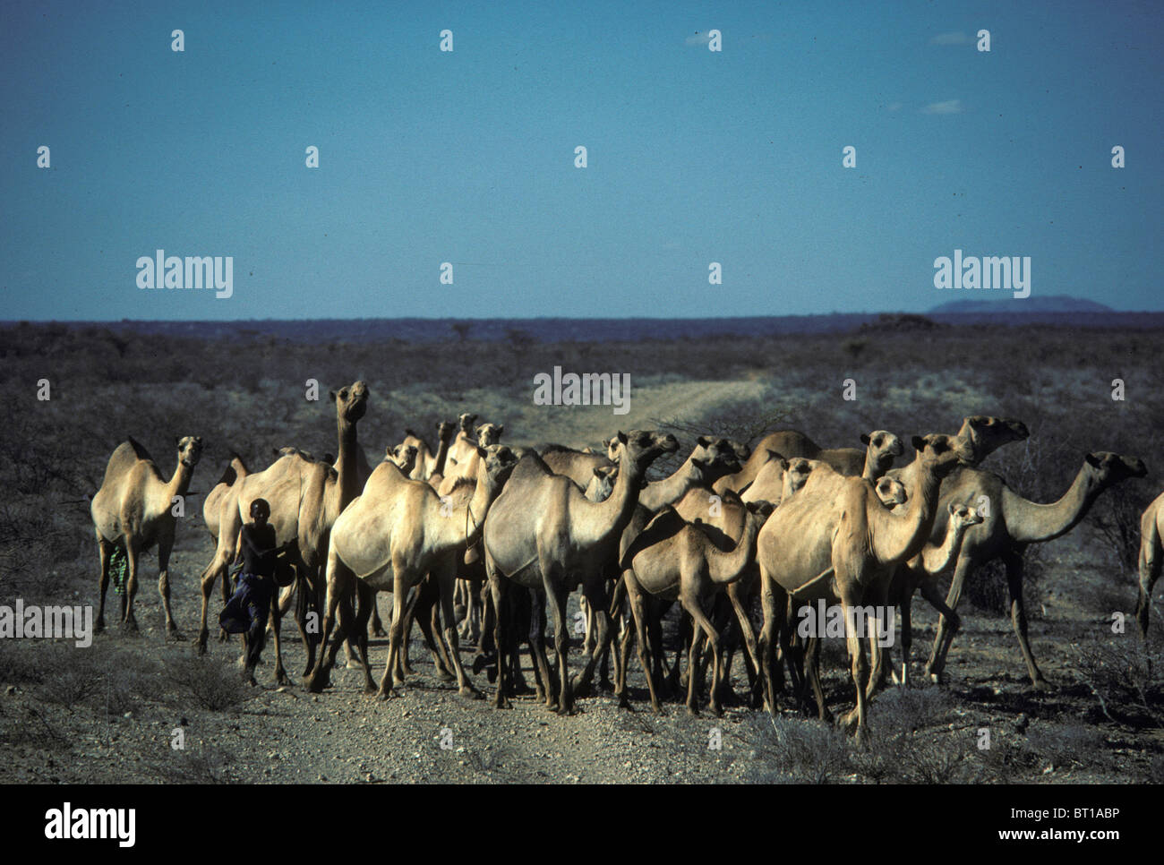 Somali Nomad High Resolution Stock Photography and Images - Alamy