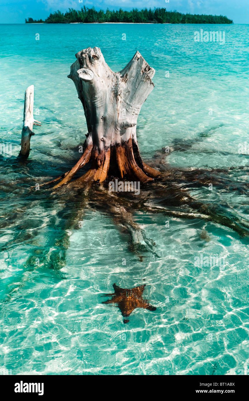 Sea stump hi-res stock photography and images - Alamy