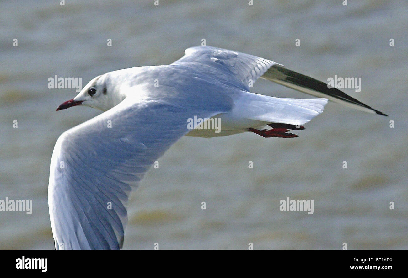 A gull in flight. COMMON GULL (Larus canus canus Stock Photo - Alamy